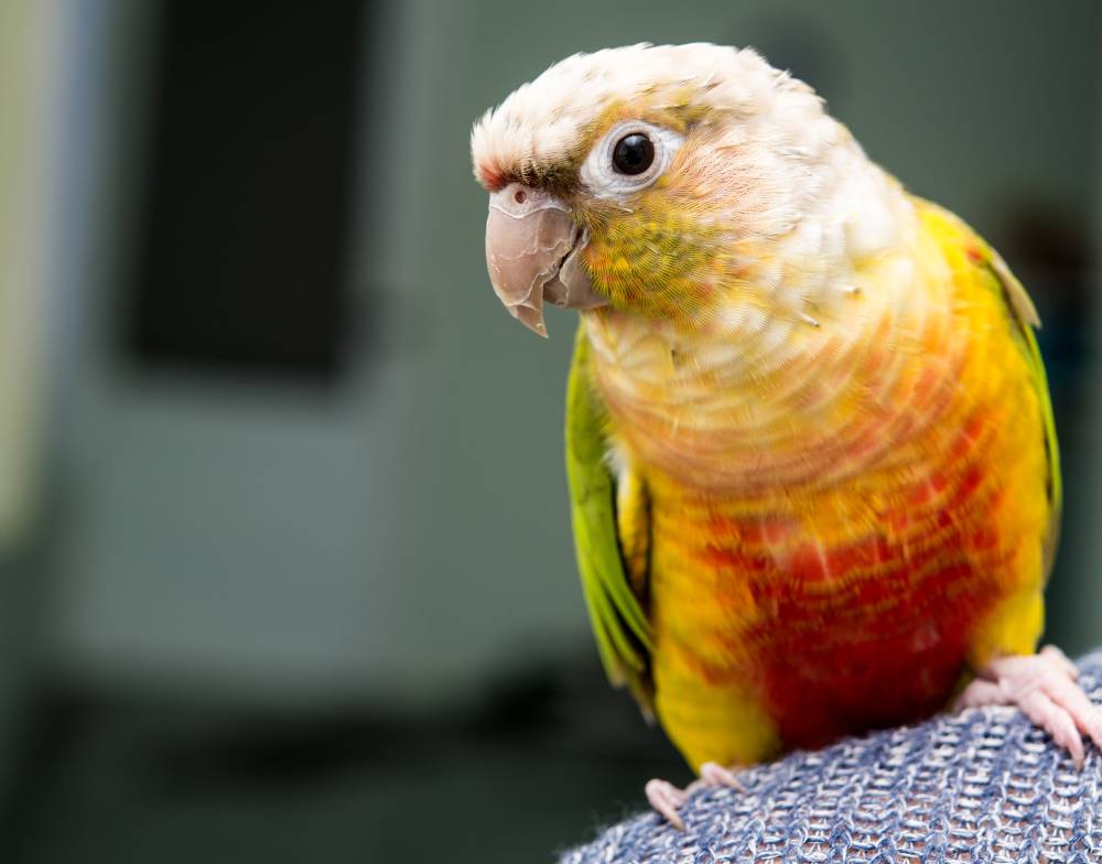 Pineapple Green Cheek Conure