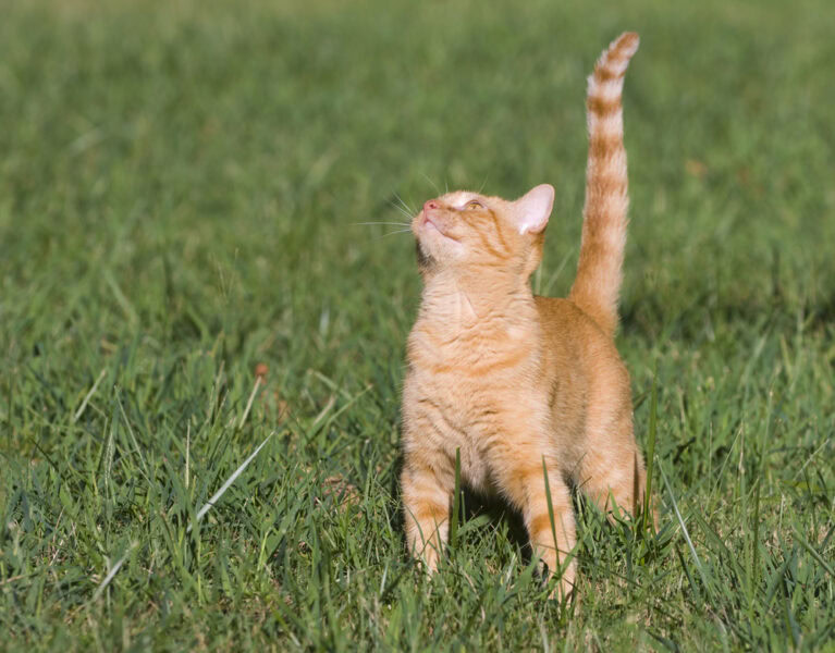 How to Read Your Cat's Tail Language: What They're Telling Us | PangoVet