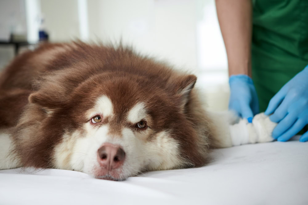 Anemia Treatments in Dogs: Our Vet Explains 11 Options - Pet This and That