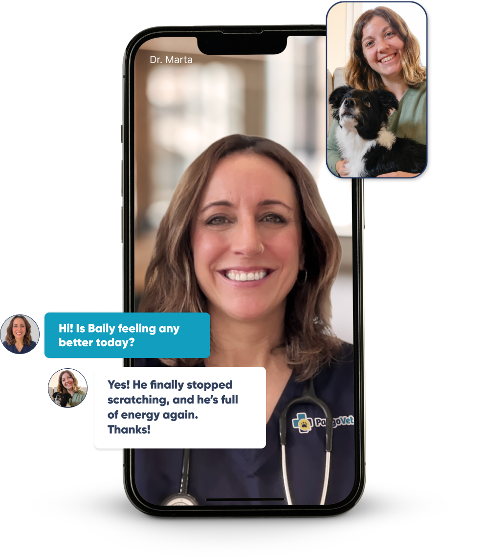 Speak to a Vet Online and Get Expert Advice | PangoVet