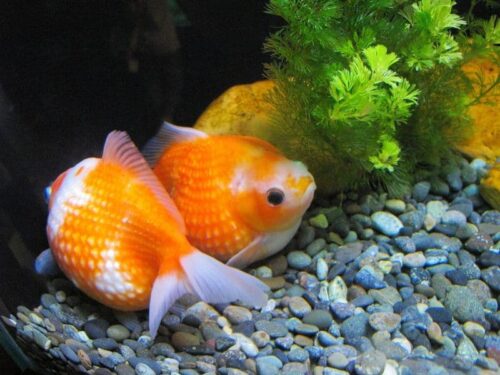 Pearlscale Goldfish: Care Guide, Info, Facts & Pictures | PangoVet