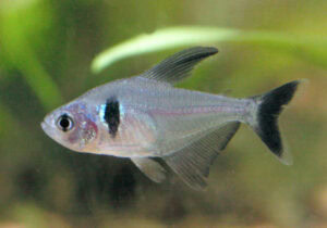 Black Phantom Tetra: Care Guide, Info, Facts & Pictures | PangoVet