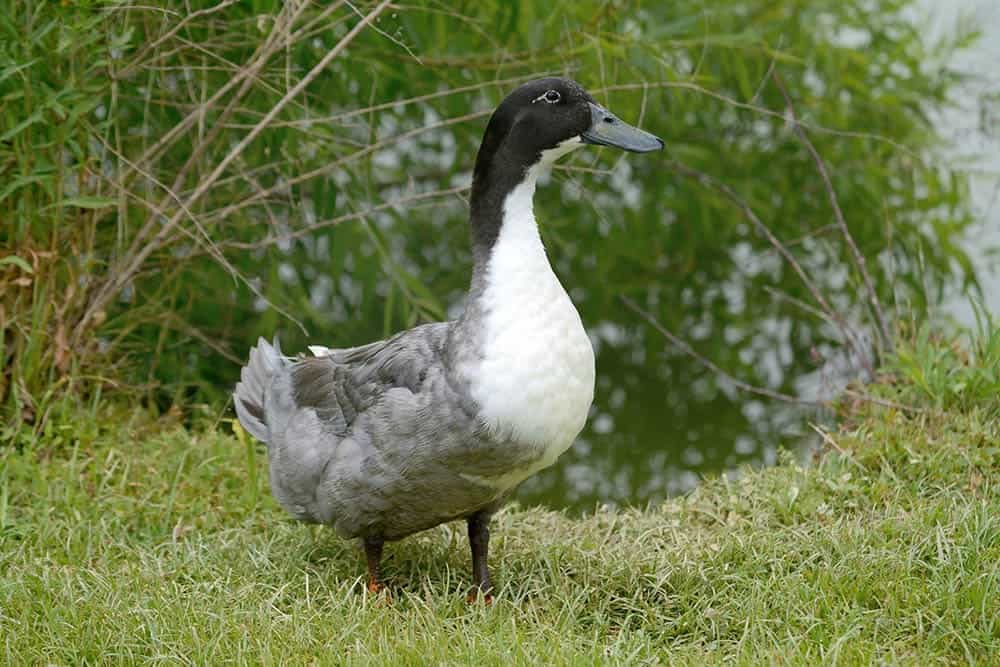 4 Grey Duck Breeds (With Info & Pictures) | PangoVet
