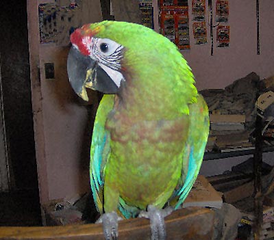 Buffwing Macaw: Info, Pictures, Facts & Care Guide | PangoVet