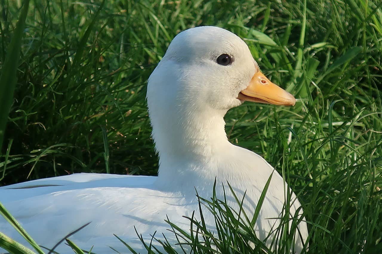 8 Small Duck Breeds: Info & Facts (With Pictures) | PangoVet
