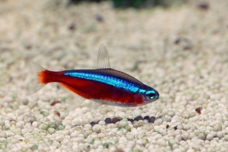 Cardinal Tetra: Info, Pictures, Facts & Care Guide | PangoVet