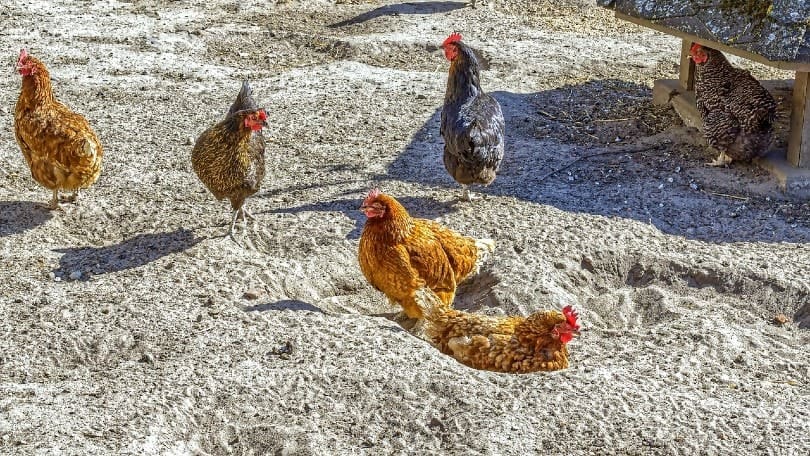 When Were Chickens Domesticated & How? Origin & Evolutionary History ...