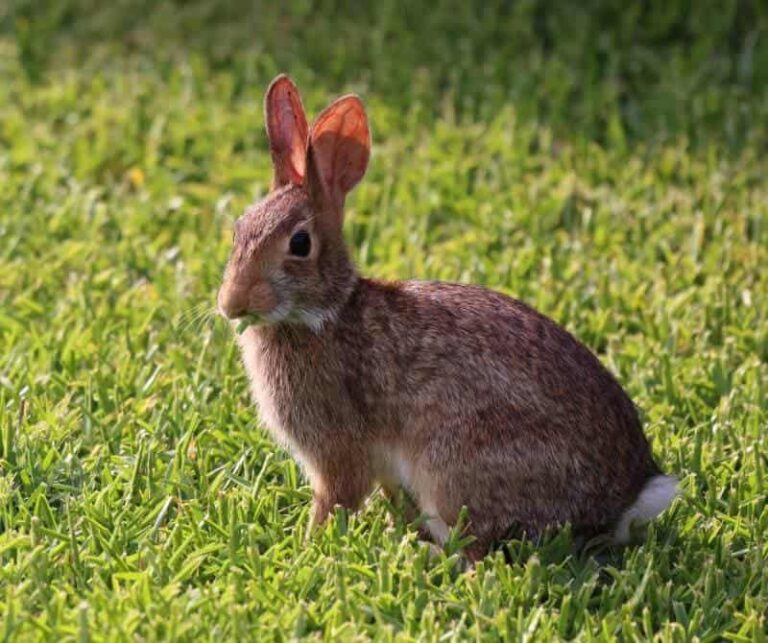 Cottontail Rabbit: Facts, Pictures, Lifespan, Behavior & Care Guide ...