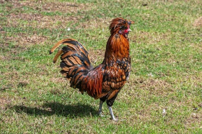 10 Crested Chicken Breeds: Info & Facts (With Pictures) | PangoVet