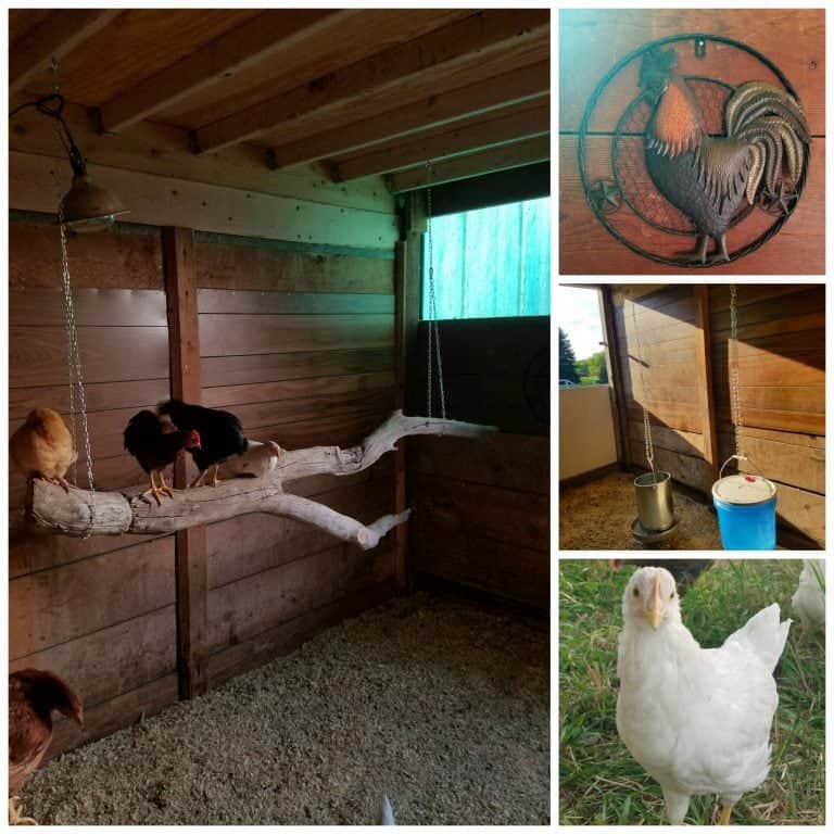 8 DIY Chicken Roosting Bar Plans (With Instructions & Pictures) | PangoVet