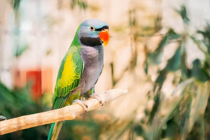 Parakeets: Types, Behavior, Facts, Care Guide, & Pictures | PangoVet