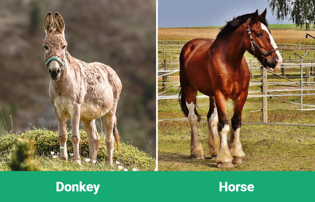 Donkey vs Horse: What’s the Difference? (With Pictures) | PangoVet