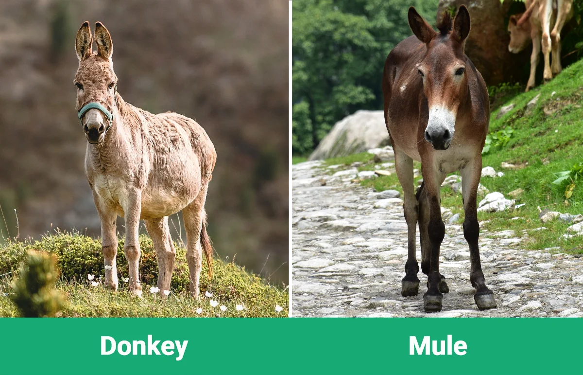 Donkey vs Mule: What’s the Difference? (With Pictures) | PangoVet