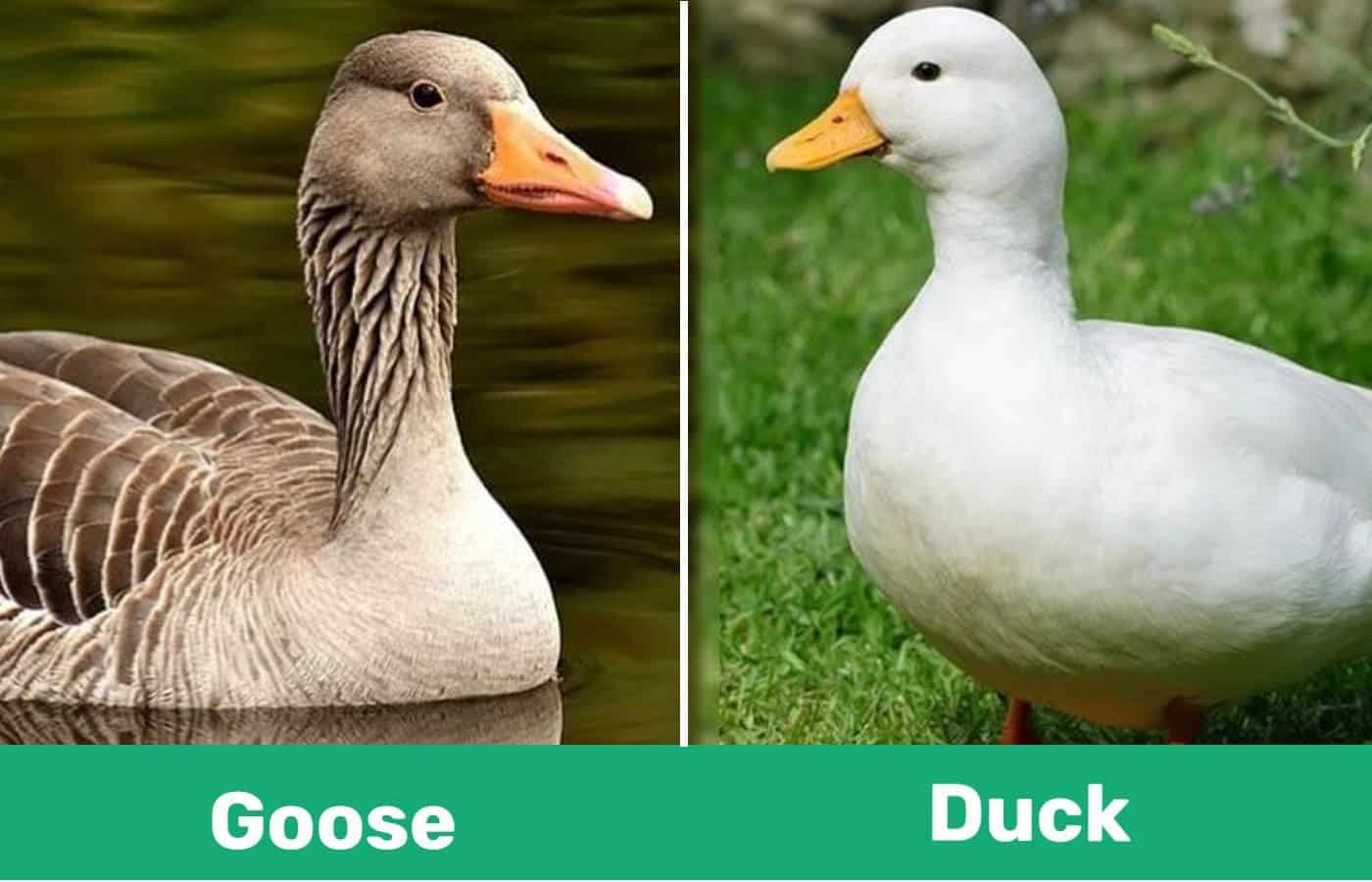 Goose vs. Duck: Visual Differences & Characteristics | PangoVet
