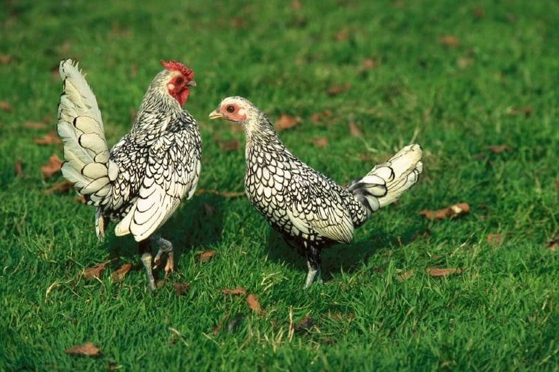 12 Small Chicken Breeds: Info & Facts (With Pictures) | PangoVet