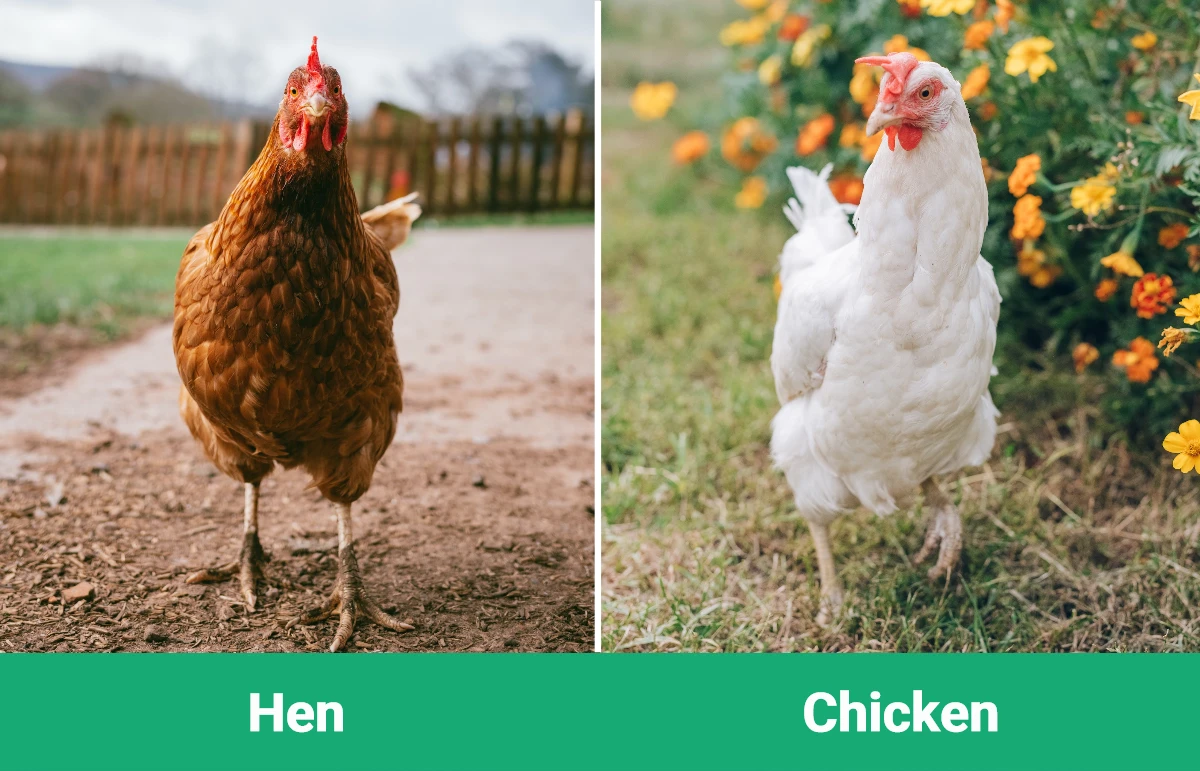 Hen Vs Chicken: All The Differences – QIZR