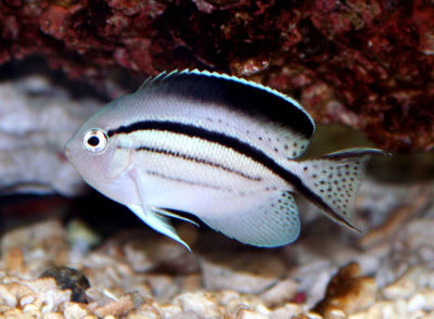 Lamarck Angelfish Genicanthus Lamarck M