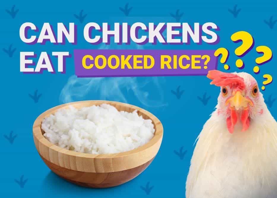Can Chickens Eat Cooked Rice? Health Facts & FAQ | PangoVet