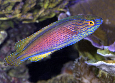 Purplelined Fairy Wrasse: Info, Pictures, Care Guide & More | PangoVet