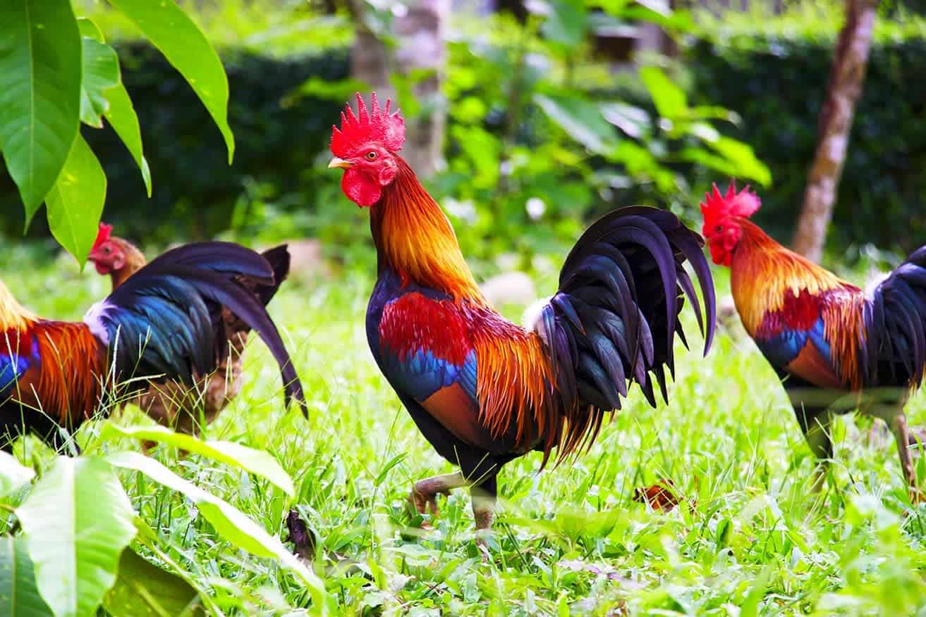 9 Types of Bantam Chicken Breeds (with Pictures) | PangoVet