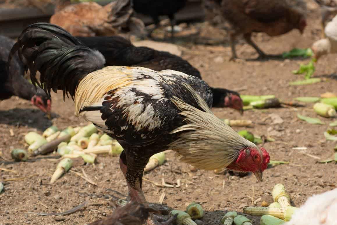 What Do Roosters Eat? Feed List & Diet Guide | PangoVet