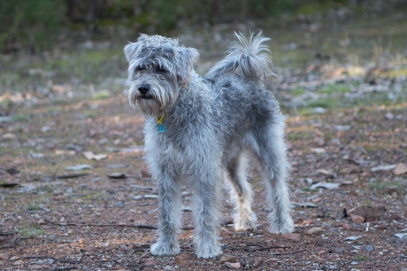 Jackson’s Chameleon Info: Pictures, Temperament & Traits | PangoVet