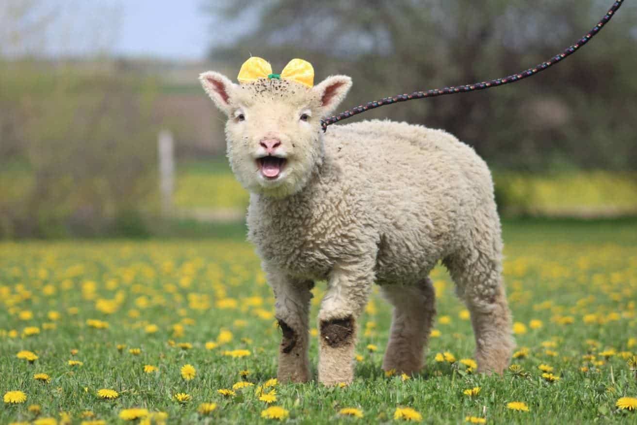 12 Popular Types of Sheep Breeds: Info & Facts (With Pictures) | PangoVet