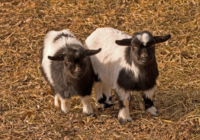 Fainting Goats (Myotonic): Info, Lifespan, Behavior & Care (With ...