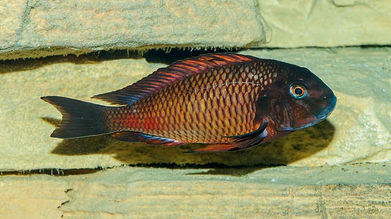 Tropheus Cichlids: Info, Pictures, Identification, Care Guide & More ...