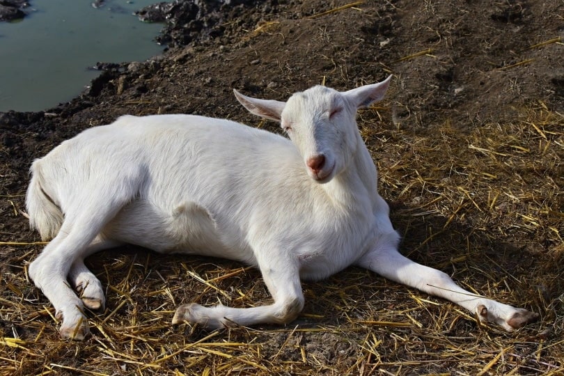 Fainting Goats (Myotonic): Info, Lifespan, Behavior & Care (With ...