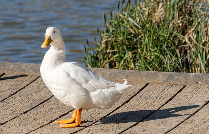 8 Largest Duck Breeds (With Pictures) | PangoVet