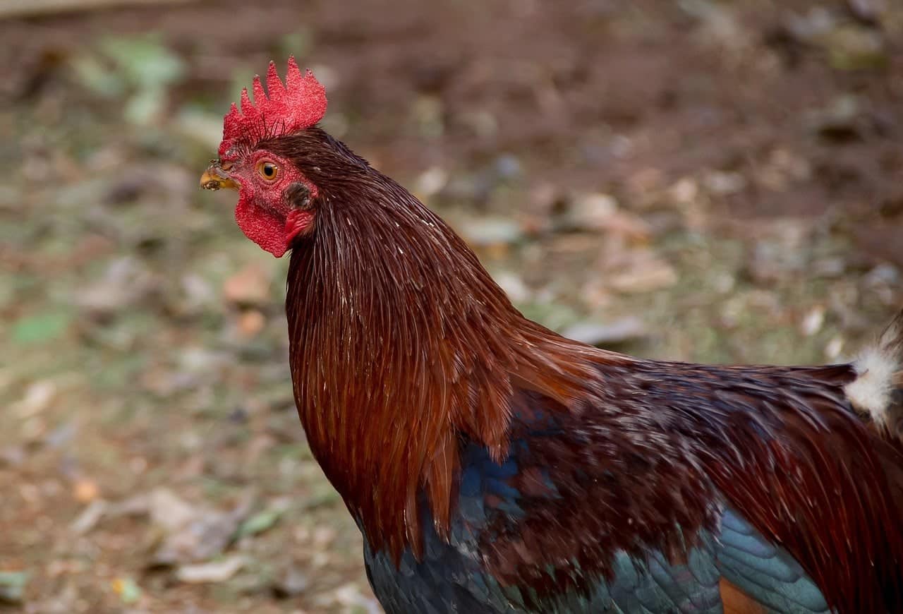 25 Chicken Colors: A Complete List (With Pictures) | PangoVet