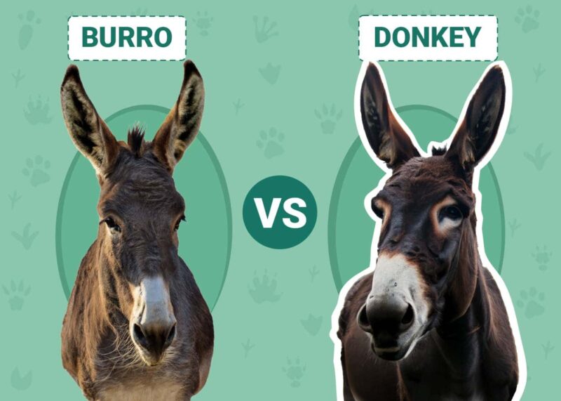 Burro vs Donkey: The Differences Explained (With Pictures) | PangoVet