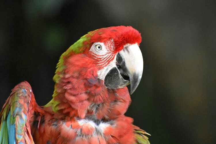 Calico Macaw Military Macaw | Creatures Of The World Wikia | Fandom
