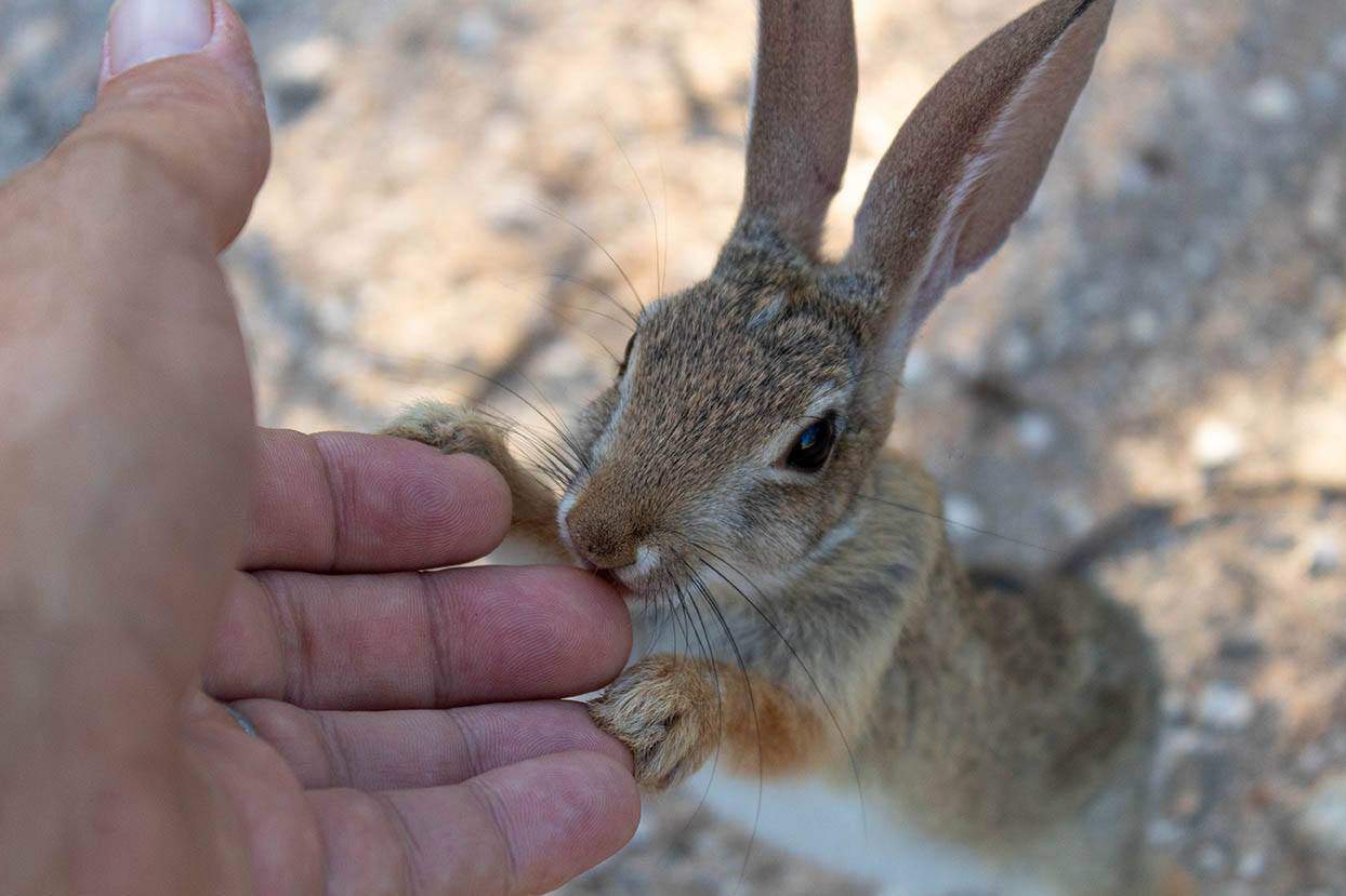 Pet Cottontail Rabbit