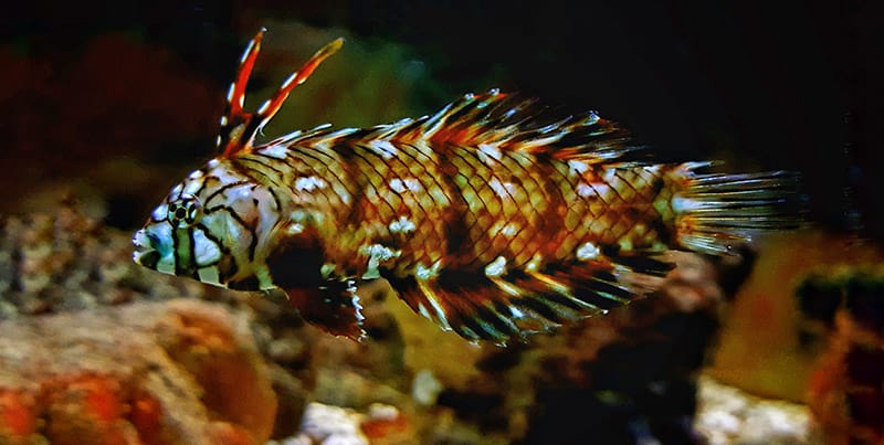 Dragon Wrasse (Rockmover Wrasse) Fish Info, Facts, Care Guide ...