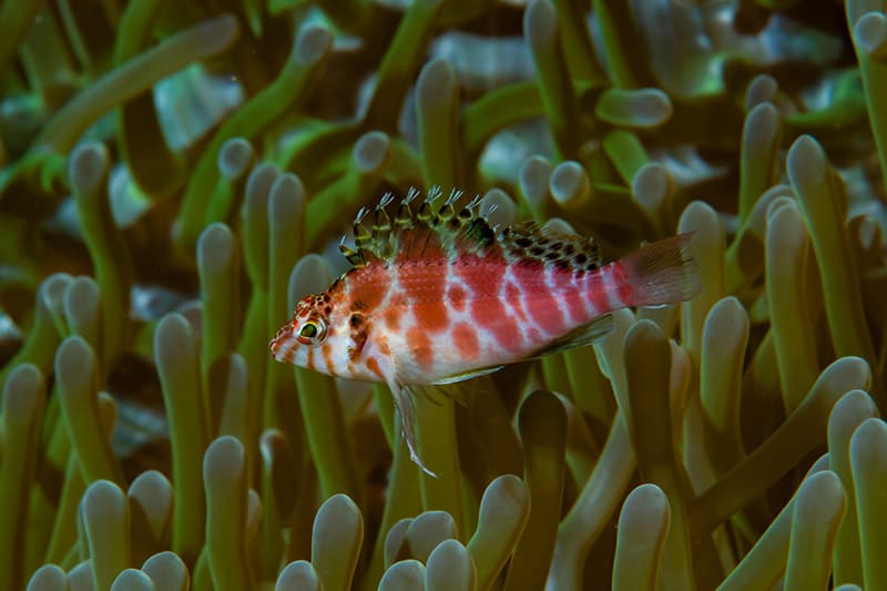 Falco Hawkfish: Care Guide, Info, Facts & Pictures | PangoVet