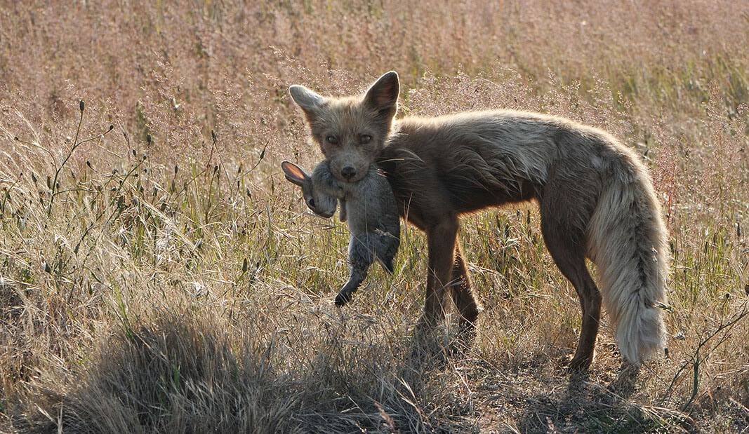 Do Foxes Attack and Eat Rabbits? Vet-Approved Safety Tips | PangoVet