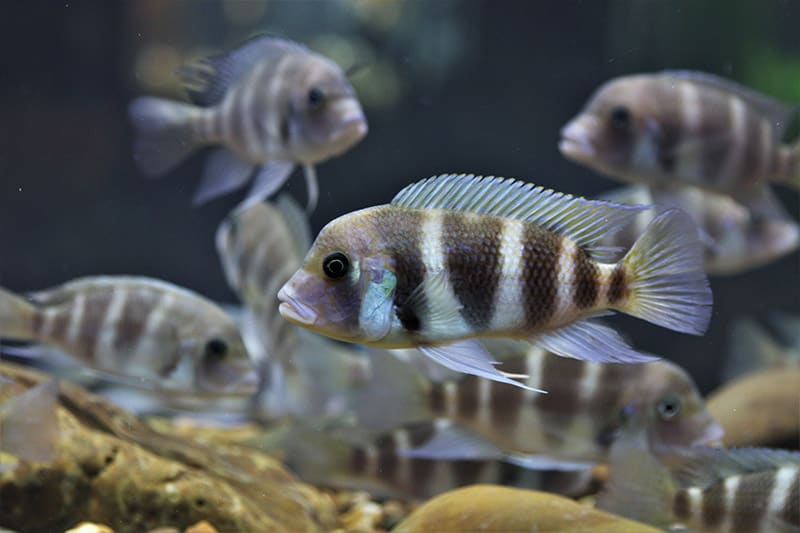 Frontosa Cichlid Burundi Frontosa Cichlid / Cyphotilapia Frontosa For