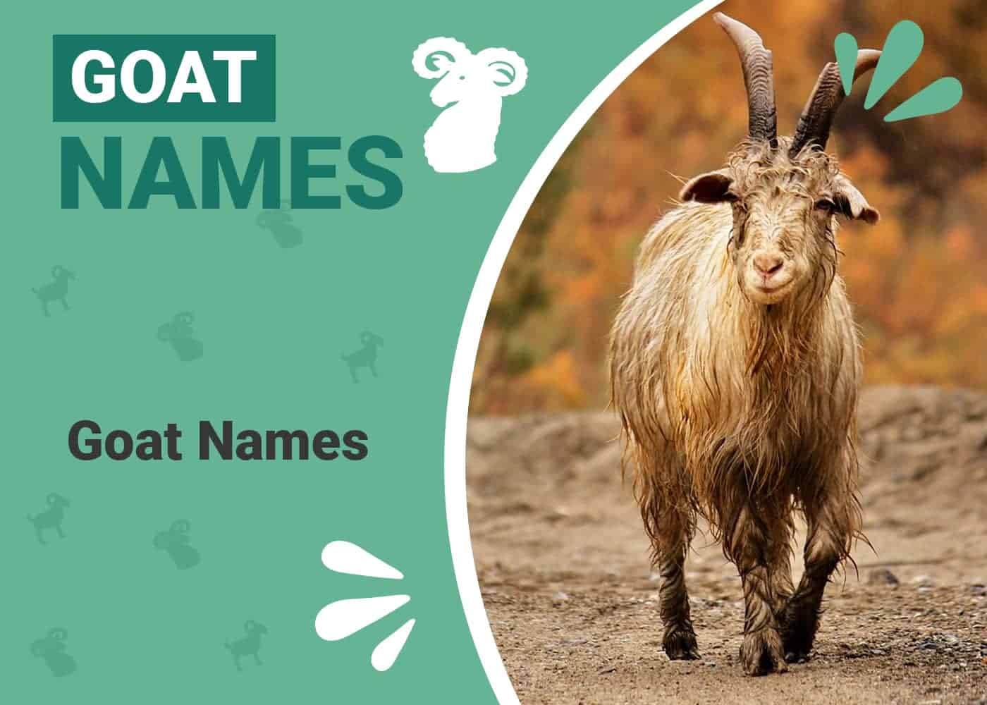 100+ Goat Names: Ideas for Lively & Adventurous Goats | PangoVet