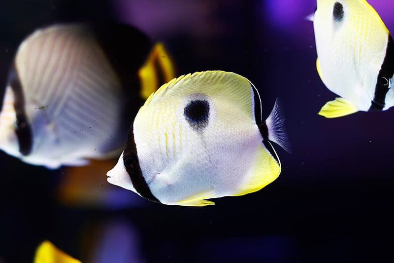 Teardrop Butterflyfish