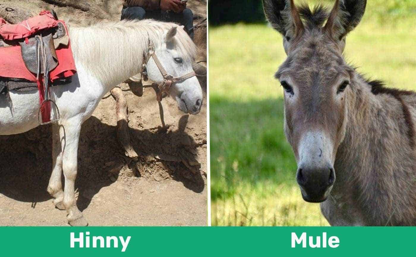 Hinny vs Mule: Key Differences (With Info & Pictures) | PangoVet