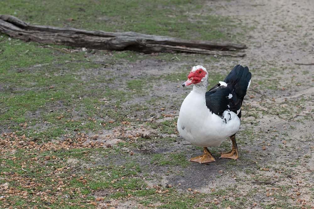Muscovy Duck: Facts, Uses, Origins & Characteristics (With Pictures ...