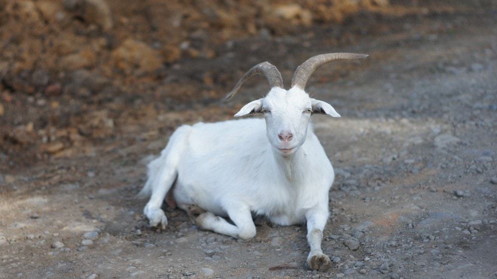 22 Goat Colors, Markings & Patterns (With Info & Pictures) | PangoVet