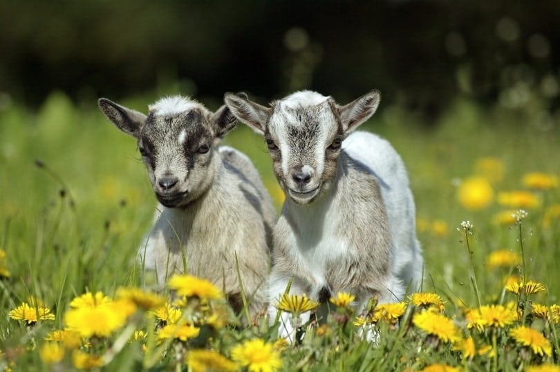 How to Take Care of Pygmy Goats: 2025 Fact Sheet & Advice | PangoVet