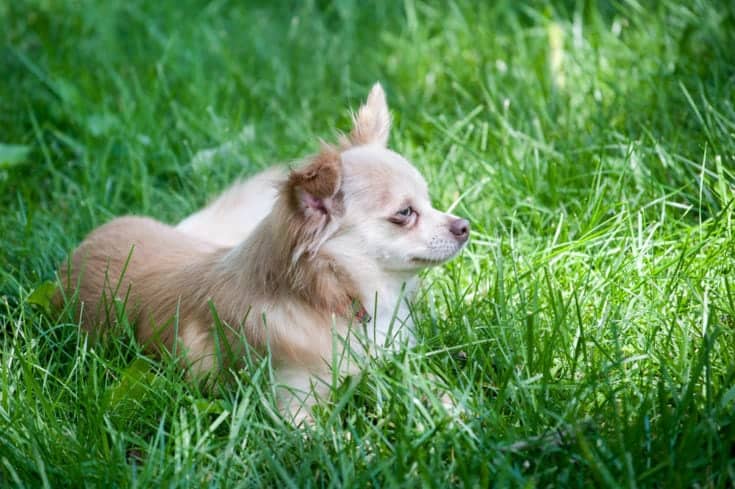 Chion Dog Breed: Info, Pictures, Facts & Care Guide | PangoVet