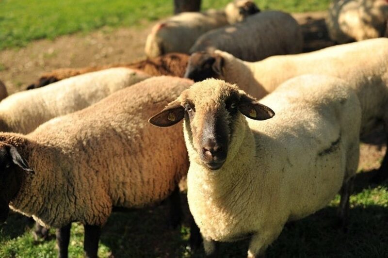 12 Popular Types of Sheep Breeds: Info & Facts (With Pictures) | PangoVet