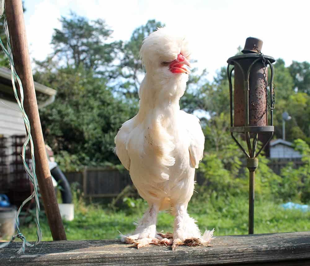 10 Crested Chicken Breeds: Info & Facts (With Pictures) | PangoVet