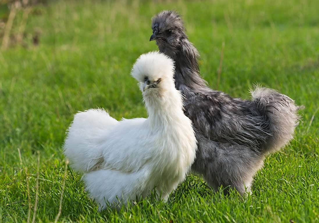 6 Chinese Chicken Breeds: Info & Facts (With Pictures) | PangoVet