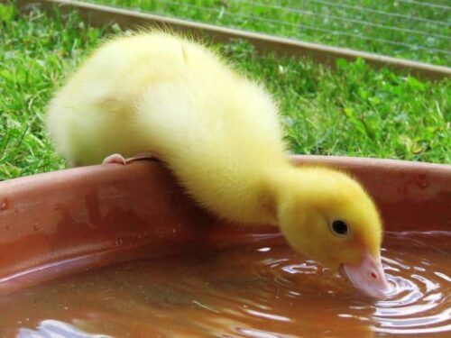 4 Effective DIY Duck Waterers You Can Make at Home (With Pictures ...